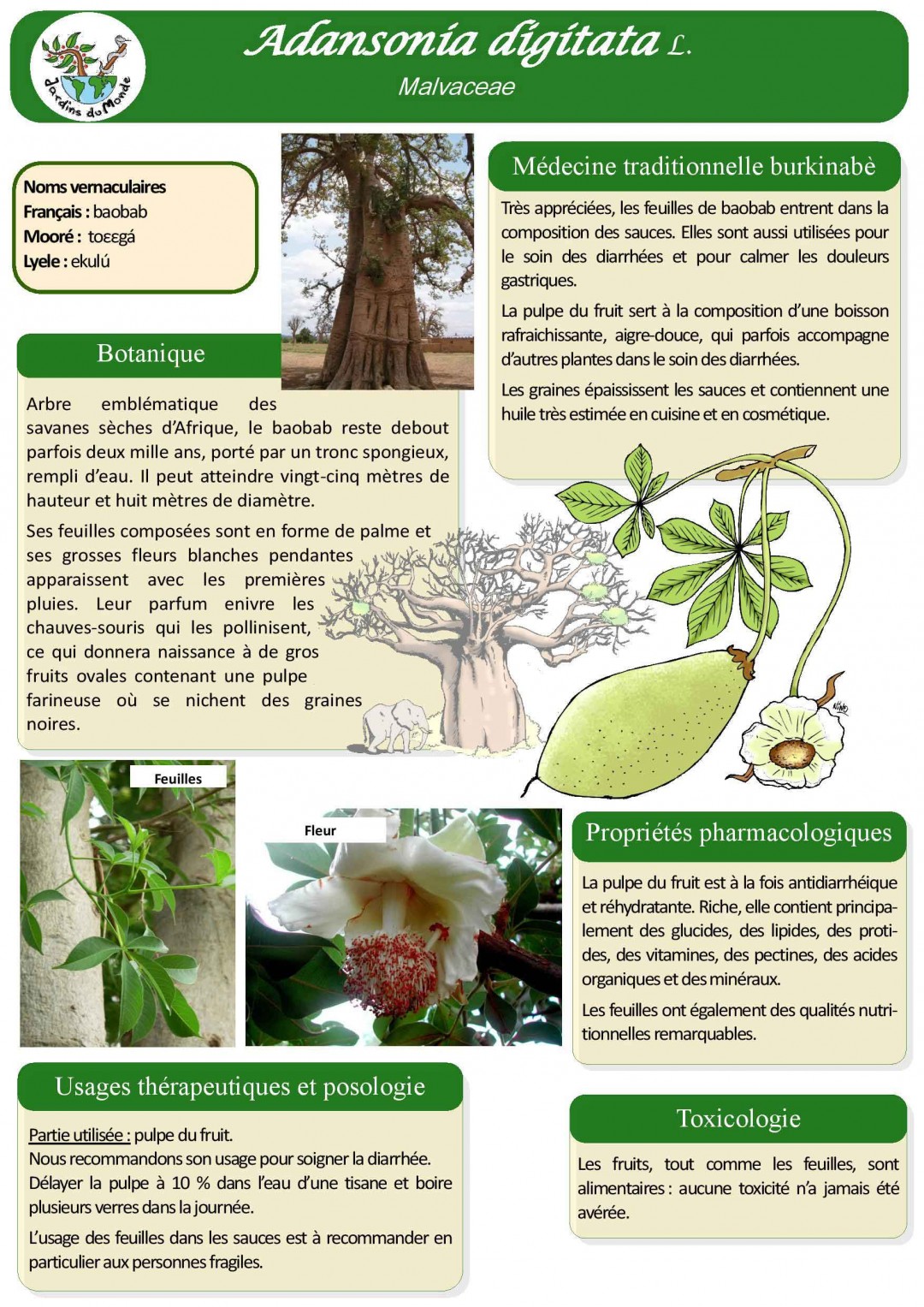 Adansonia digitata - Jardins du Monde