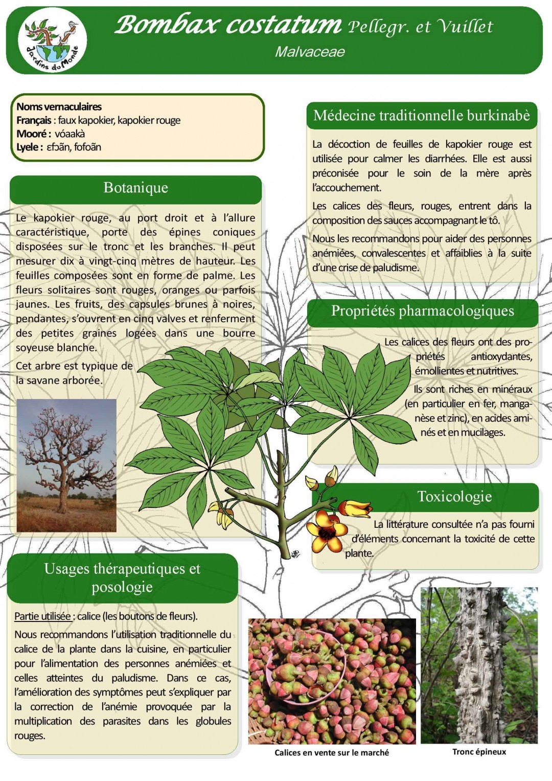 Bombax costatum - Jardins du Monde