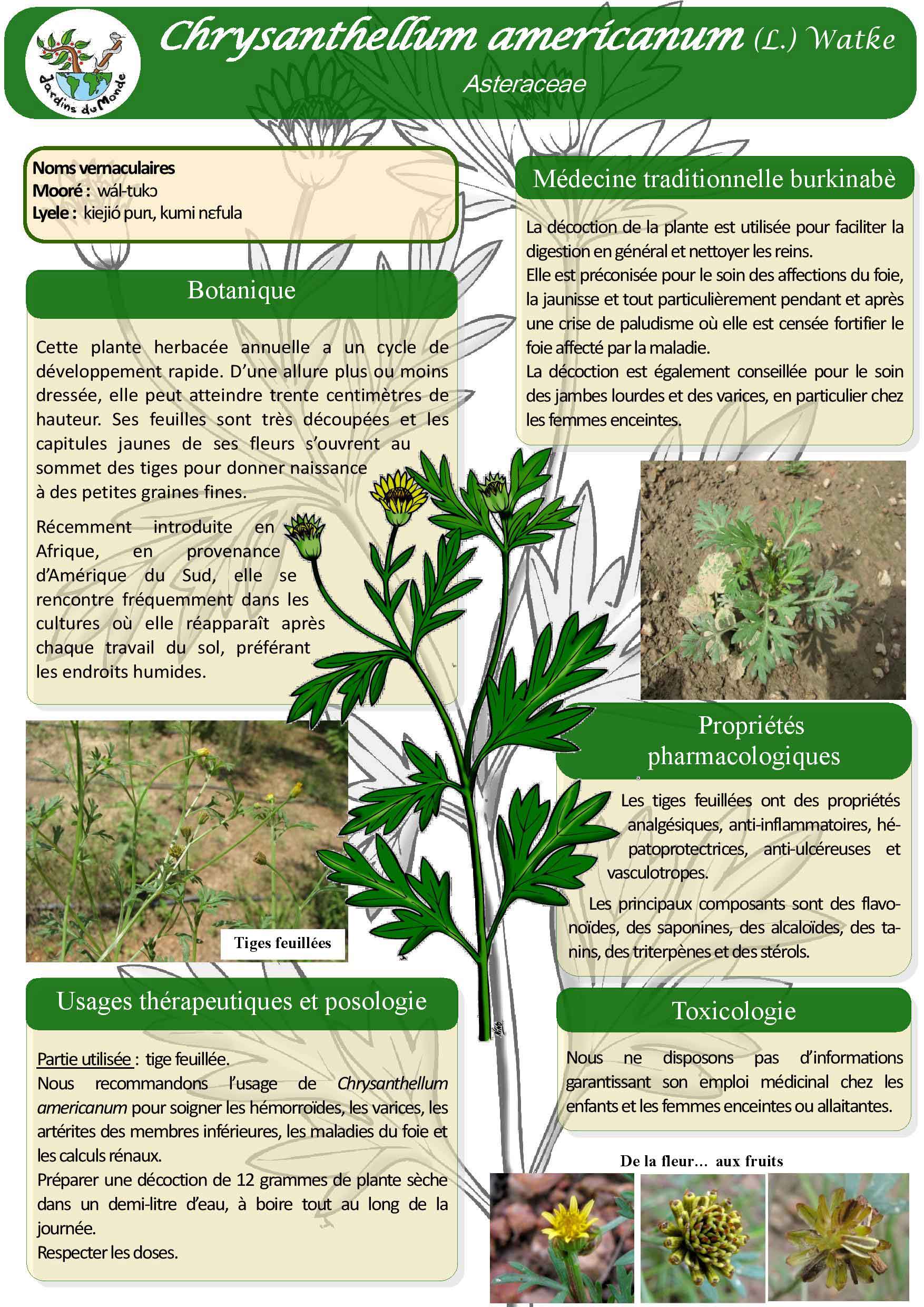 Chrysanthellum americanum - Jardins du Monde