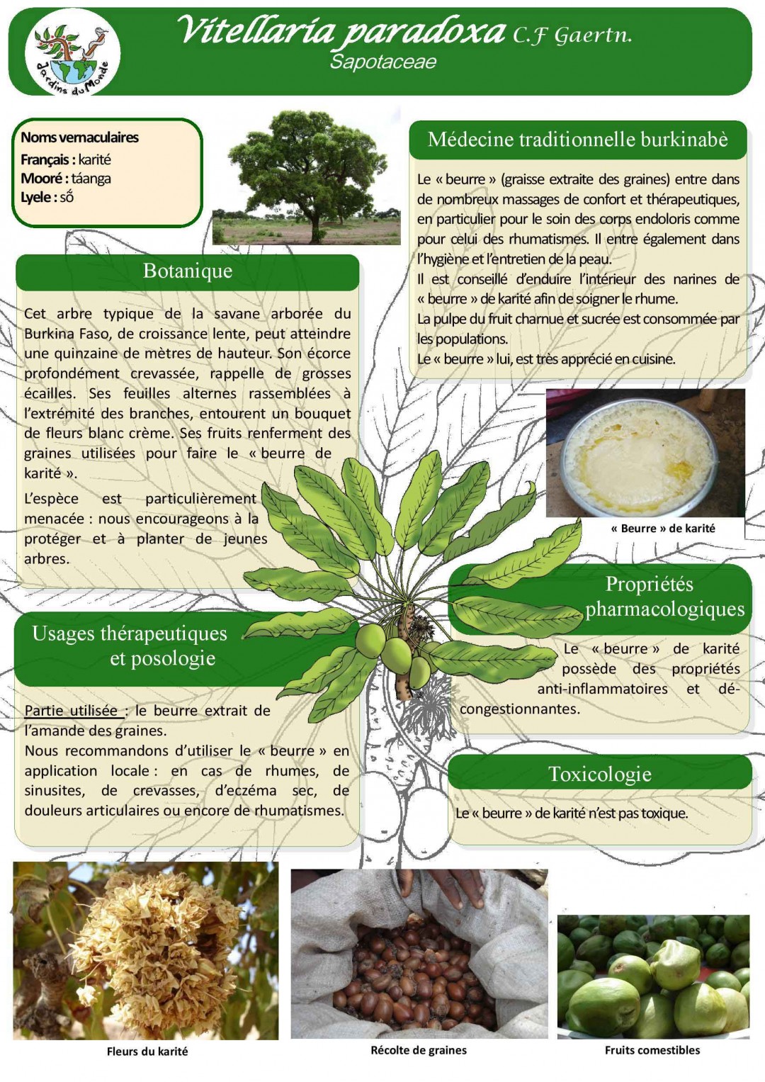 Vitellaria paradoxa - Jardins du Monde