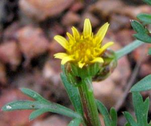 Chrysanthellum americanum - Jardins du Monde