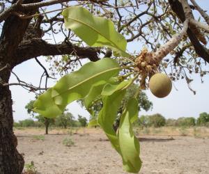Vitellaria paradoxa - Jardins du Monde