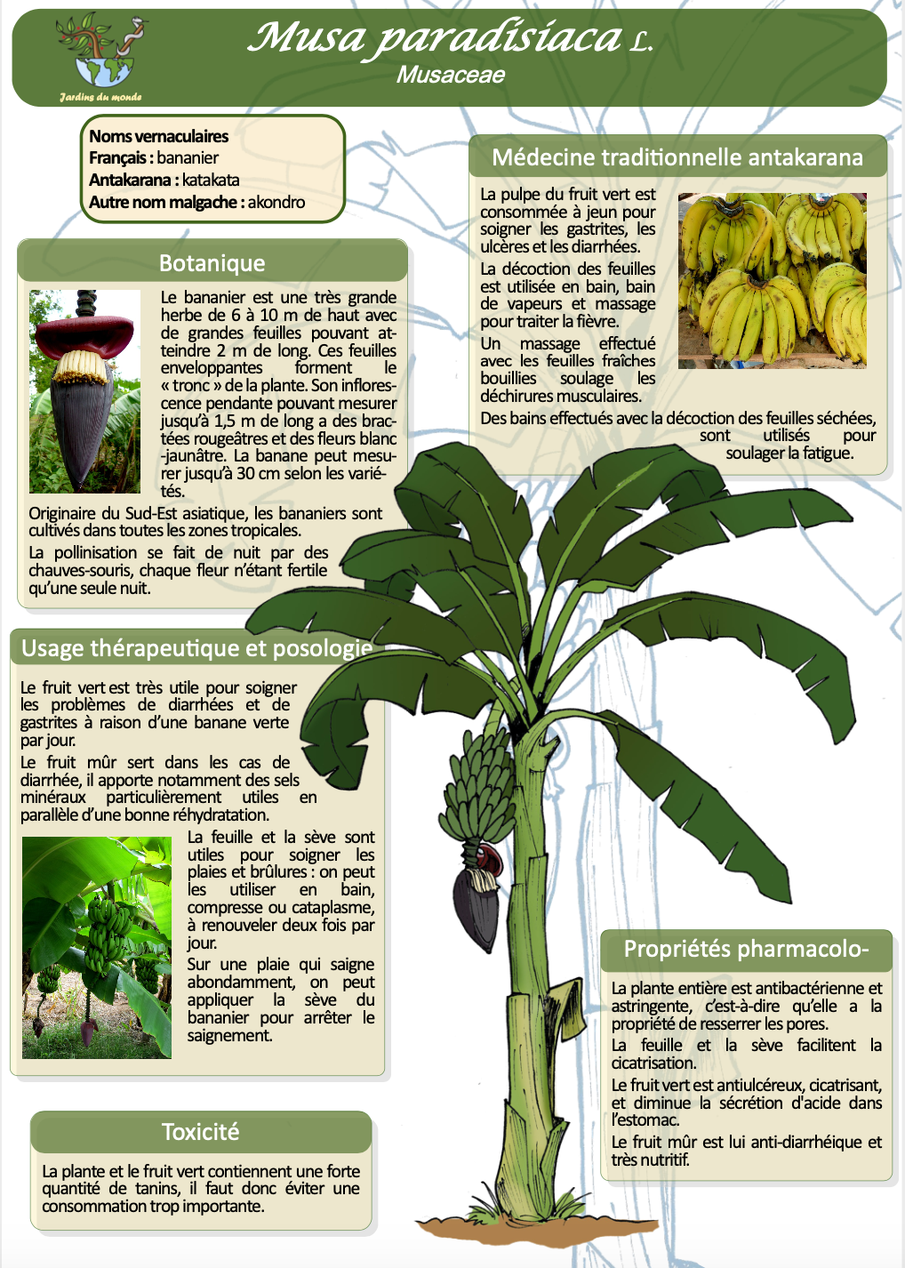 Posters pédagogiques - plantes du Nord de Madagascar